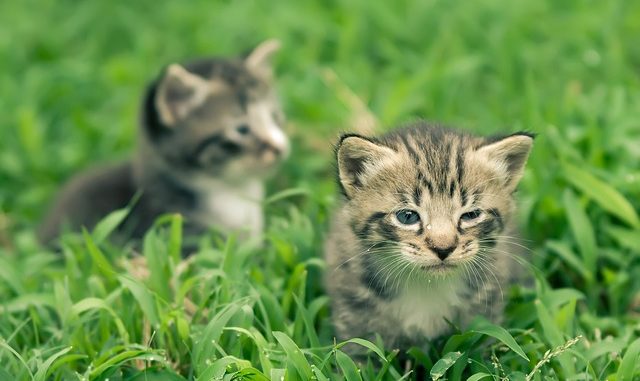 Máte doma kočičku a rádi si ji hýčkáte? Pořiďte jí šáchor – kočičí ...