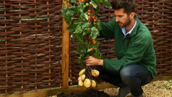 Jedna rostlina, dvě plodiny. Vypěstujte si brambory a zároveň rajčata ...