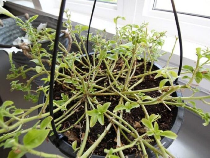 Jedna rostlina, dvě plodiny. Vypěstujte si brambory a zároveň rajčata ...