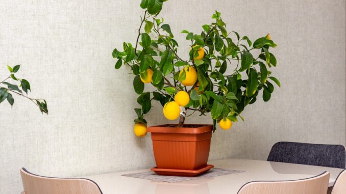 Jak vypěstovat citroník v kůře od citronu | BydlímeÚtulně.cz