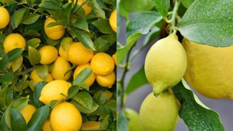 Jak si vypěstovat citronovník v pohodlí domova | BydlímeÚtulně.cz