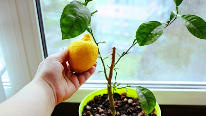 Jak si vypěstovat citronovník v pohodlí domova | BydlímeÚtulně.cz