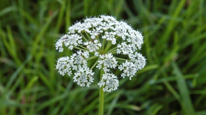 Roste všude, ale jde o nejjedovatější bylinu. Dejte si na ni pozor