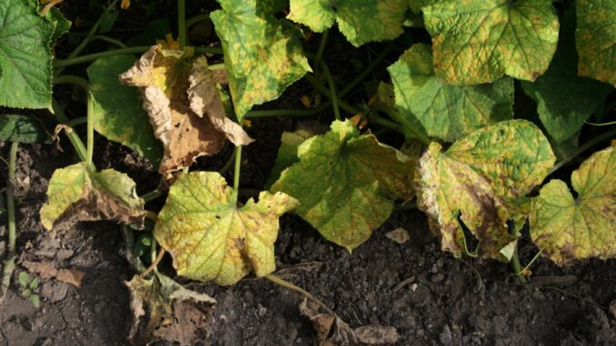 Ochraňte okurky před nemocemi pomocí domácího probiotika