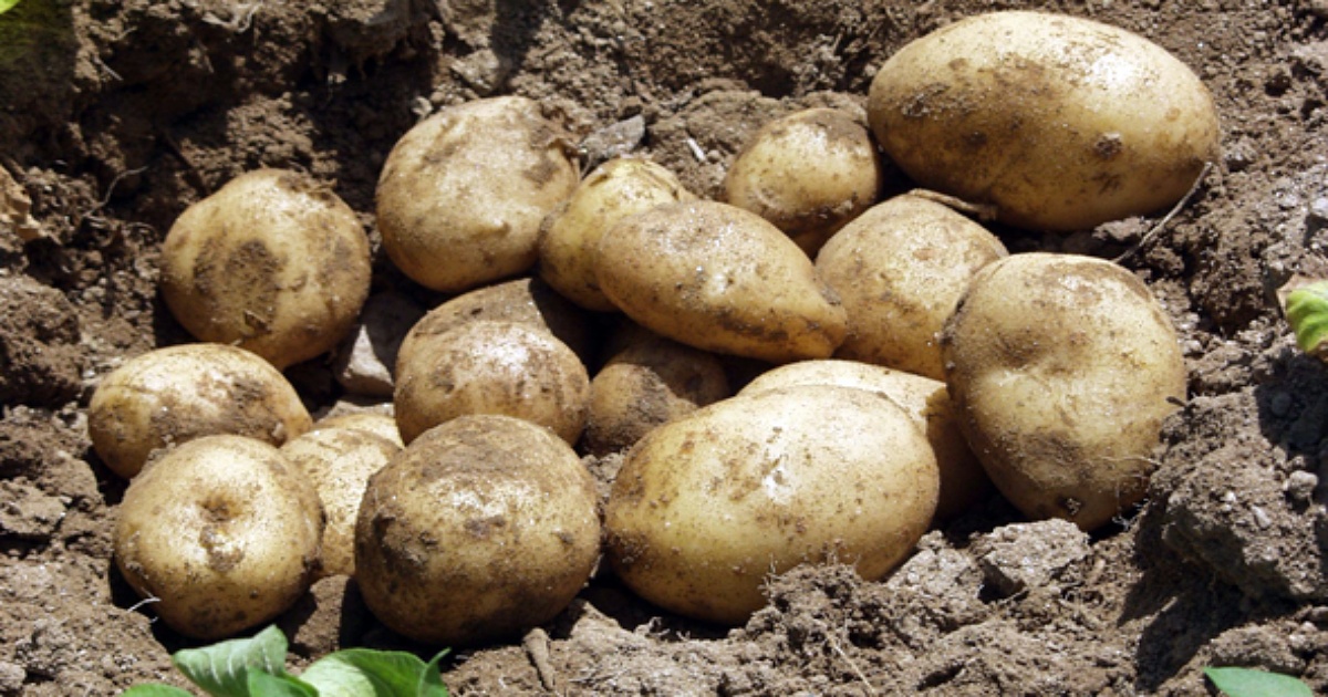 Takto vypěstujete bohatou úrodu brambor i bez drahých chemikálií