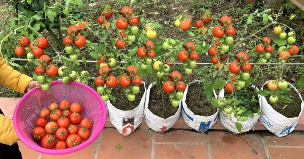 S tímto trikem vypěstujete velká a šťavnatá rajčata i na balkóně