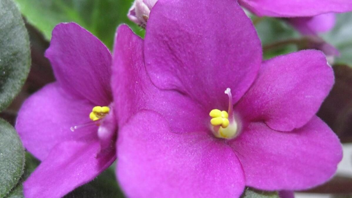 Díky tomuto kroku africká fialka pokvete během celého roku