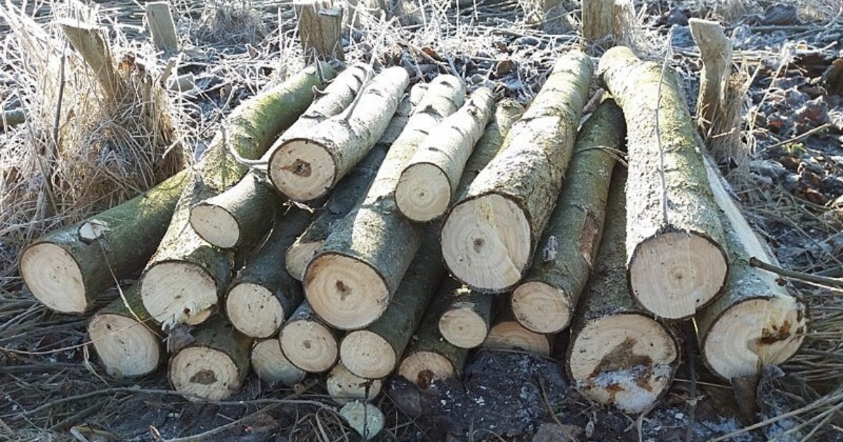 Topení v krbu s dřevem z topolu: Myslete na tyto nevýhody